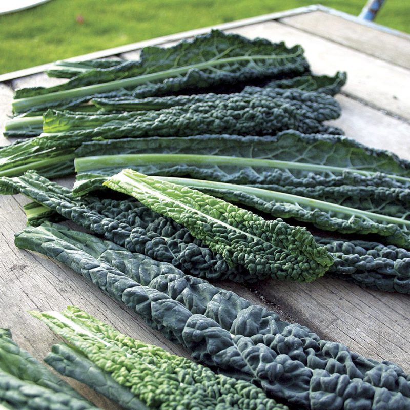 Casper Kale Seed | Gardenchamps.com