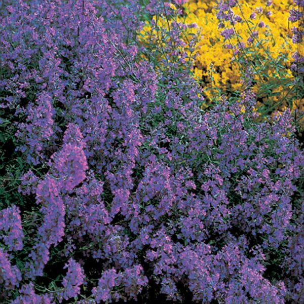 Blue Carpet Catmint Seeds | Gardenchamps.com