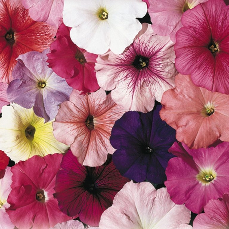 Shock Wave Volt Mix Petunia Seeds | Gardenchamps.com