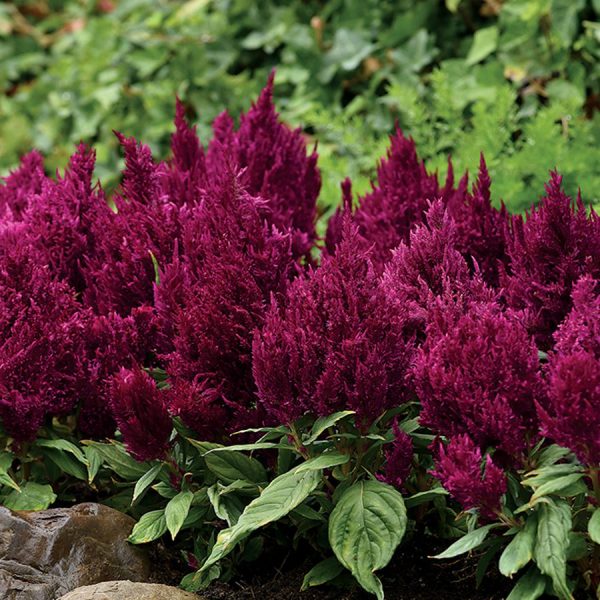 Celosia First Flame Purple | Gardenchamps.com