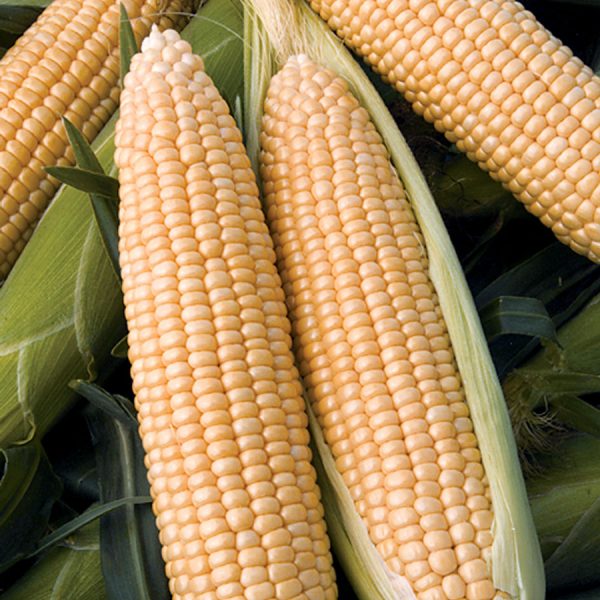 Gotta Have It® Hybrid Sweet Corn Seed | Gardenchamps.com