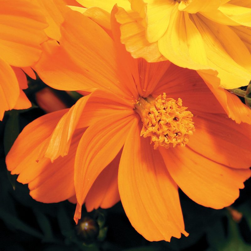 Cosmos | Gardenchamps.com