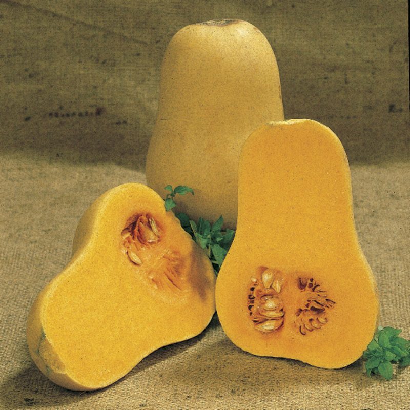 Early Butternut Hybrid Winter Squash Seeds | Gardenchamps.com