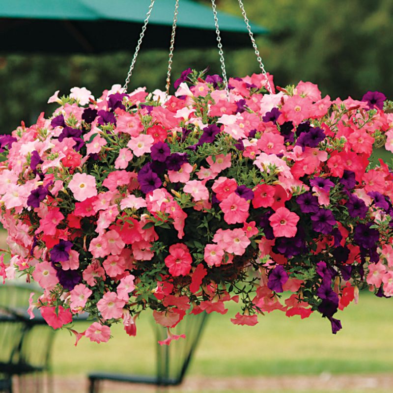 Easy Wave Beachcomber Mix Petunia Seeds | Gardenchamps.com