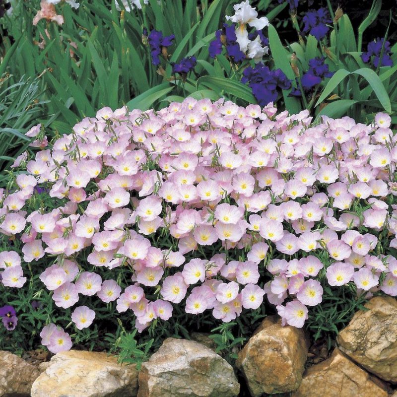 Purple Rain Candytuft Seeds | Gardenchamps.com