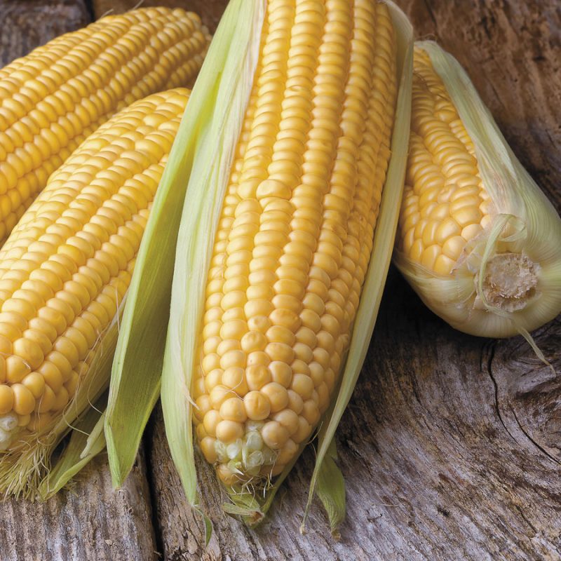 Honey Select Triplesweet Hybrid Corn Seed | Gardenchamps.com