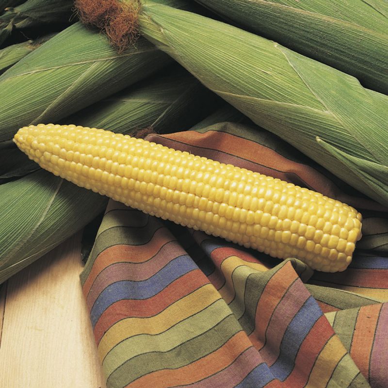 Honey Select Triplesweet Hybrid Corn Seed | Gardenchamps.com