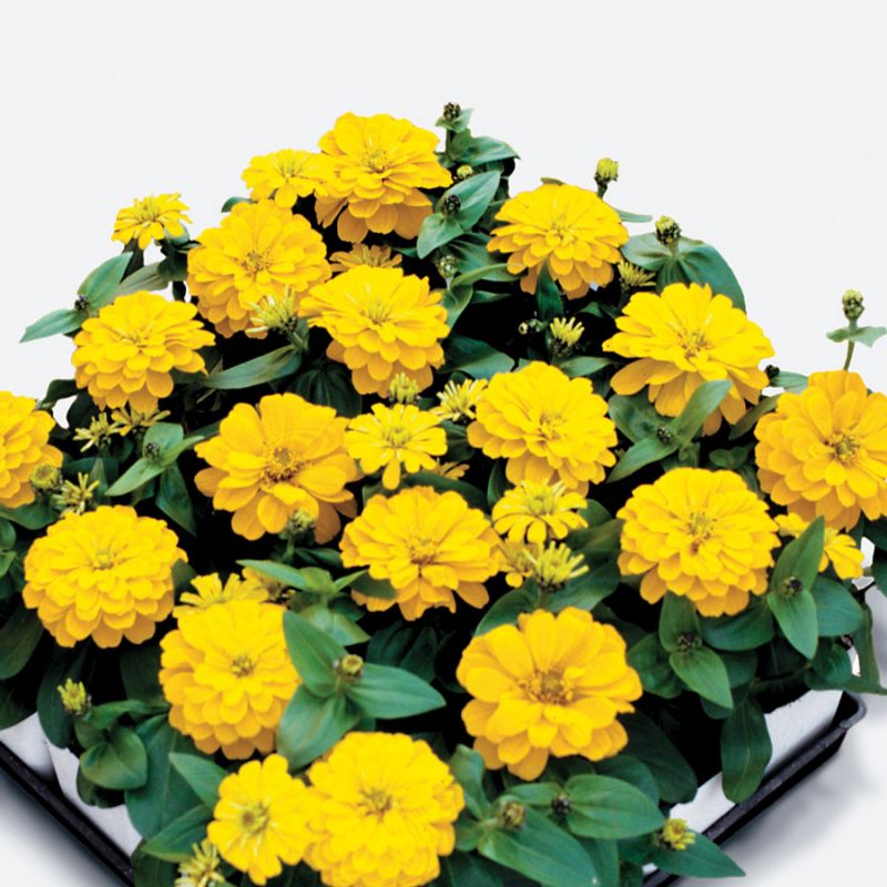 Magellan Yellow Zinnia Seeds | Gardenchamps.com
