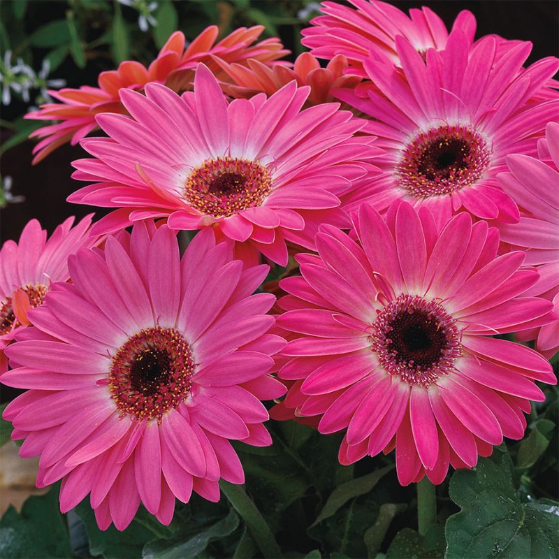 Majorette Pink Halo Gerbera Daisy Seeds | Gardenchamps.com