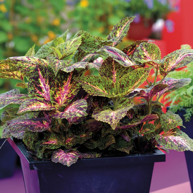 Marble Giant Exhibition Coleus Seeds | Gardenchamps.com
