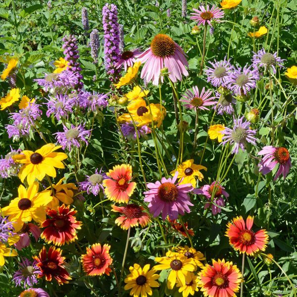 Native Perennial Seed Mixture | Gardenchamps.com