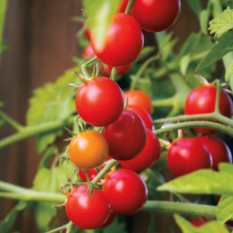 Nectar Hybrid Tomato Seeds | Gardenchamps.com