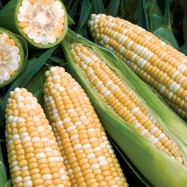 Obsession Hybrid Corn Seeds | Gardenchamps.com