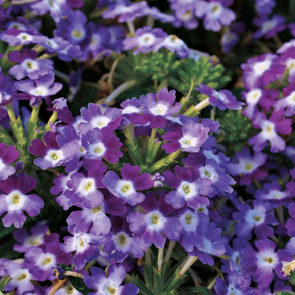 Obsession Twister Purple Verbena Seeds | Gardenchamps.com