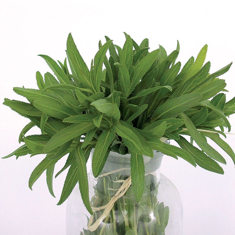 Organic Mexican Tarragon Seeds | Gardenchamps.com