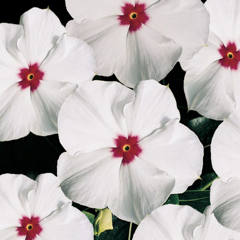 Pacifica Polka Dot Hybrid Vinca Flower Seeds | Gardenchamps.com