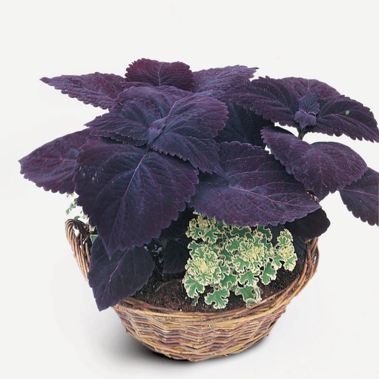 Palisandra Giant Exhibition Coleus Seeds | Gardenchamps.com