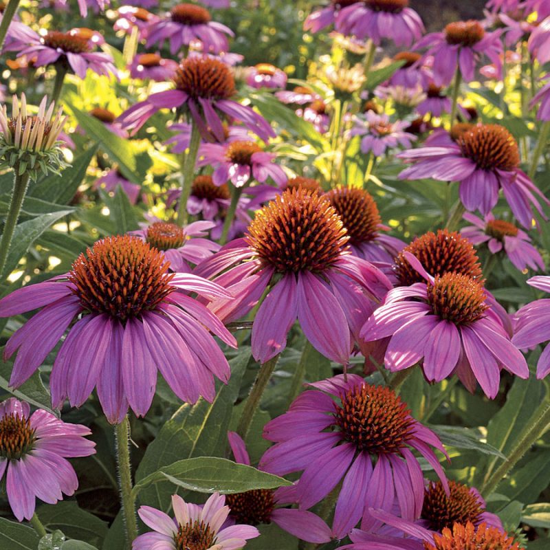 Purple Rain Candytuft Seeds | Gardenchamps.com