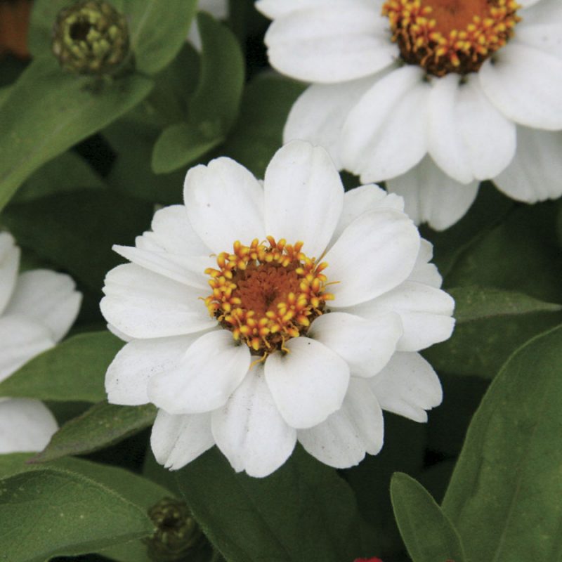 Profusion White Zinnia Seeds | Gardenchamps.com