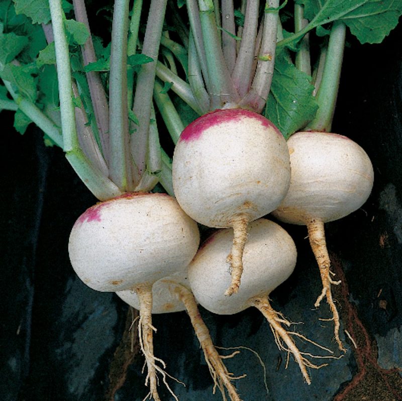 Purple Top White Globe Turnip Seeds | Gardenchamps.com