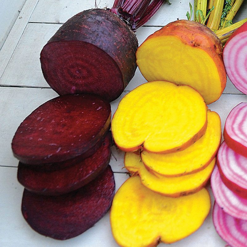 Rainbow Mix Beet Seeds | Gardenchamps.com