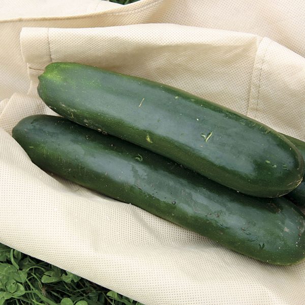 Raven Hybrid Squash Seeds | Gardenchamps.com