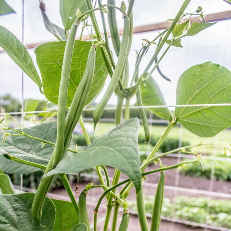 Seychelles Pole Bean Seeds | Gardenchamps.com