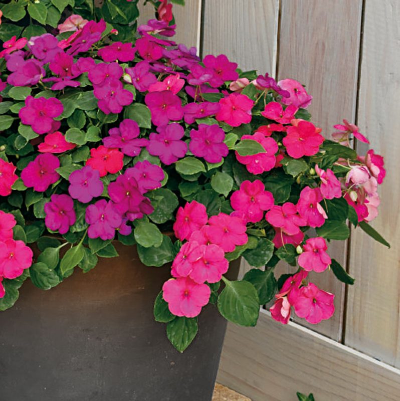 Shady Lady II Hybrid Mix Impatiens Seeds | Gardenchamps.com
