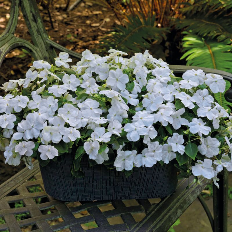 Florific Red New Guinea Impatiens Seeds | Gardenchamps.com