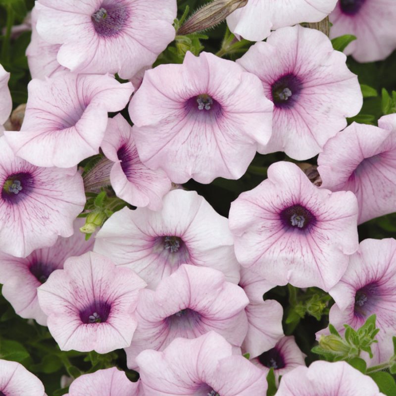 Shock Wave Pink Vein Petunia Seeds | Gardenchamps.com