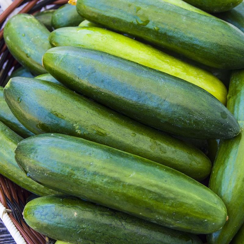 Sir Crunch a Lot Hybrid Cucumber Seeds | Gardenchamps.com