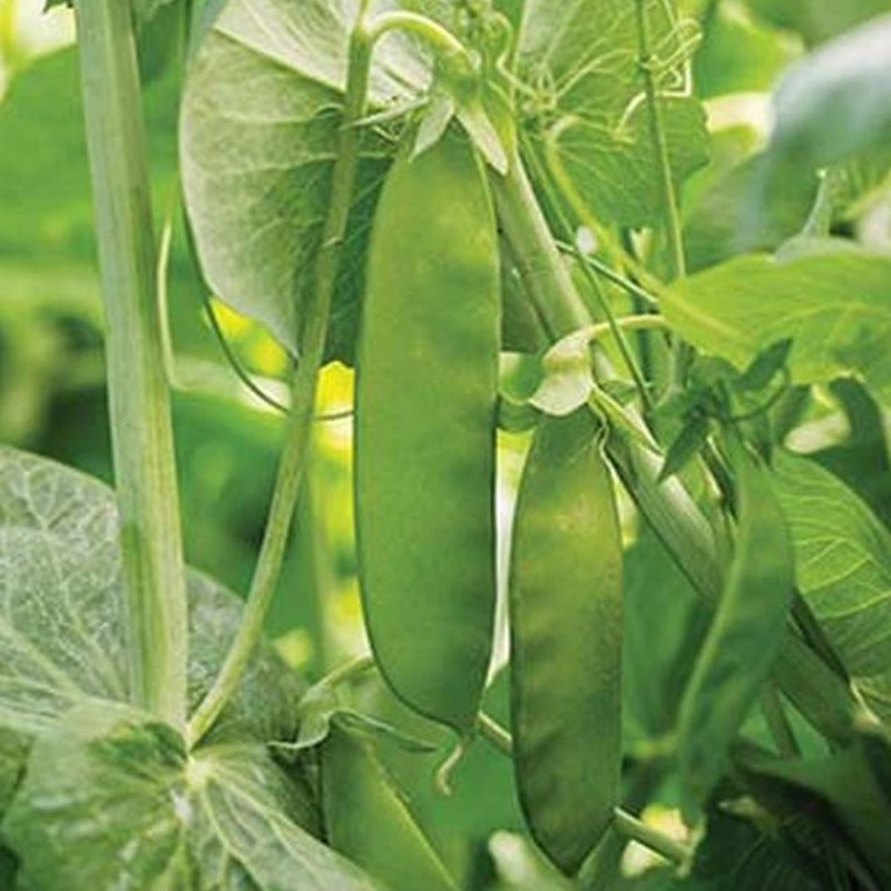 Snow Pea Mammoth Melting Organic | Gardenchamps.com