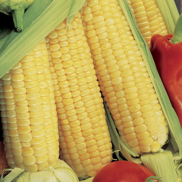 Silver Queen Hybrid Sweet Corn Seed (su) | Gardenchamps.com