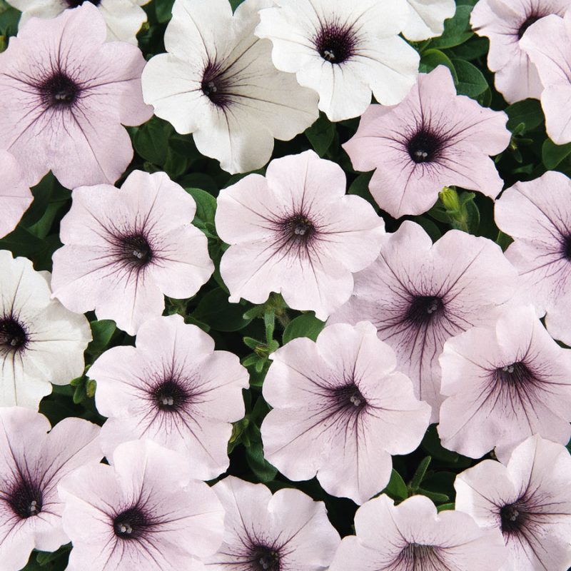 Tidal Wave Silver Petunia Seeds | Gardenchamps.com