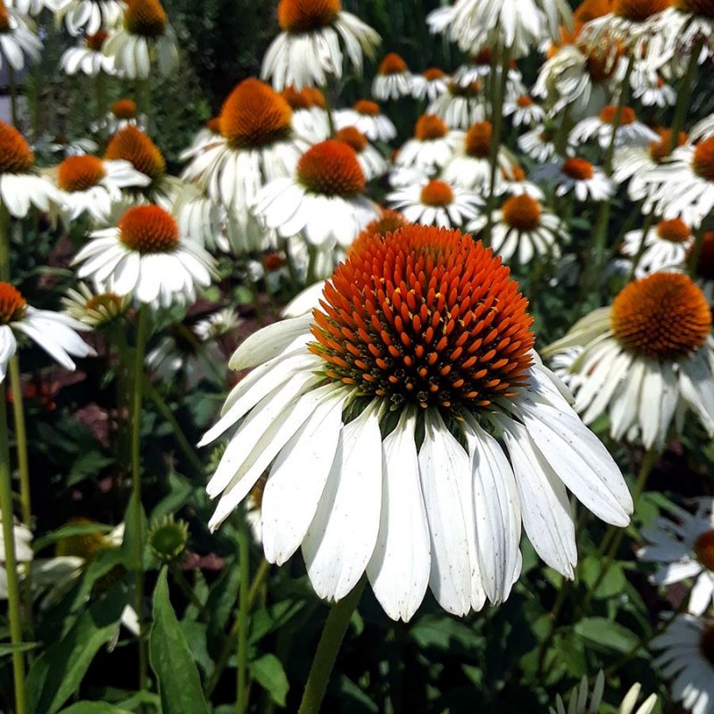 Coneflower | Gardenchamps.com