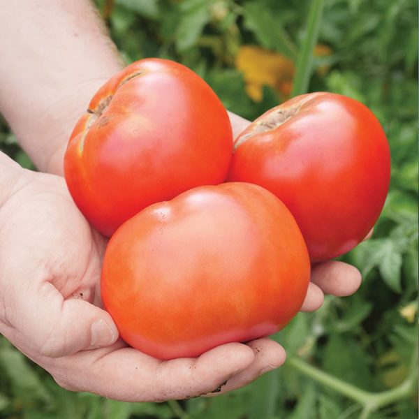 Whopper CR Improved Hybrid Tomato Seeds | Gardenchamps.com
