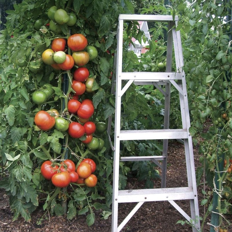 Whopper CR Improved Hybrid Tomato Seeds | Gardenchamps.com