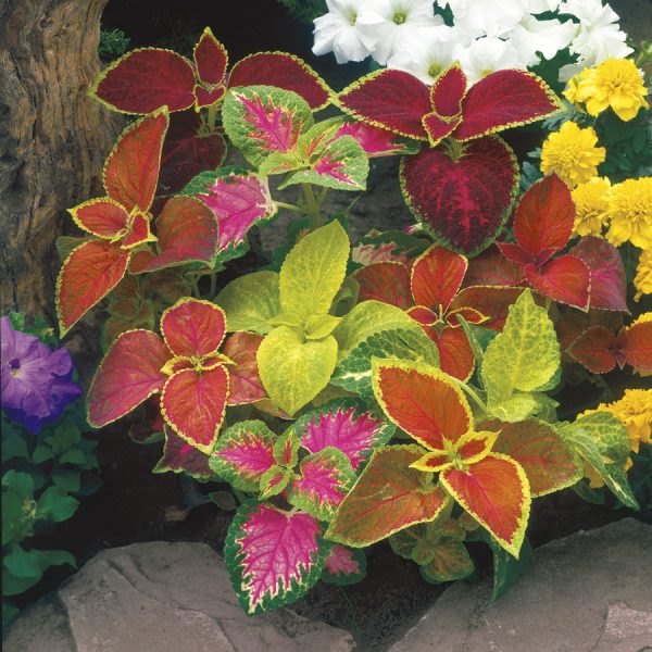 Giant Exhibition Complete Mix Coleus Seeds | Gardenchamps.com