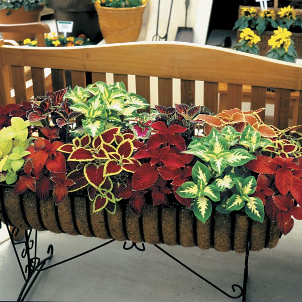 Wizard Mix Coleus Seeds | Gardenchamps.com