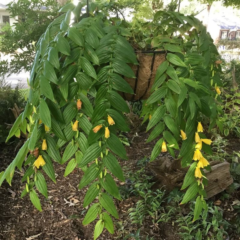 Miyazaki Toad Lily Perennial Seeds | Gardenchamps.com