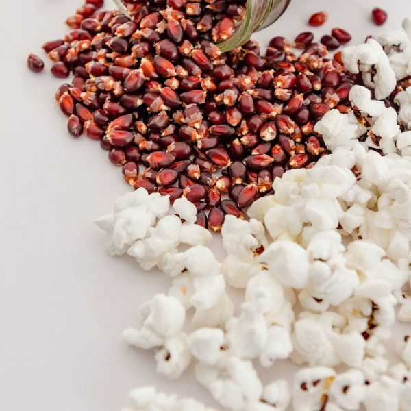 Mauveless Hybrid Popcorn Seed | Gardenchamps.com