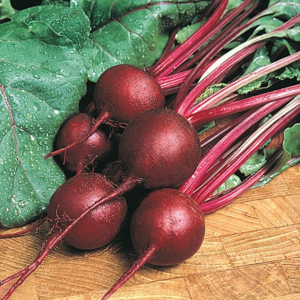 Ruby Queen Beet Seed | Gardenchamps.com