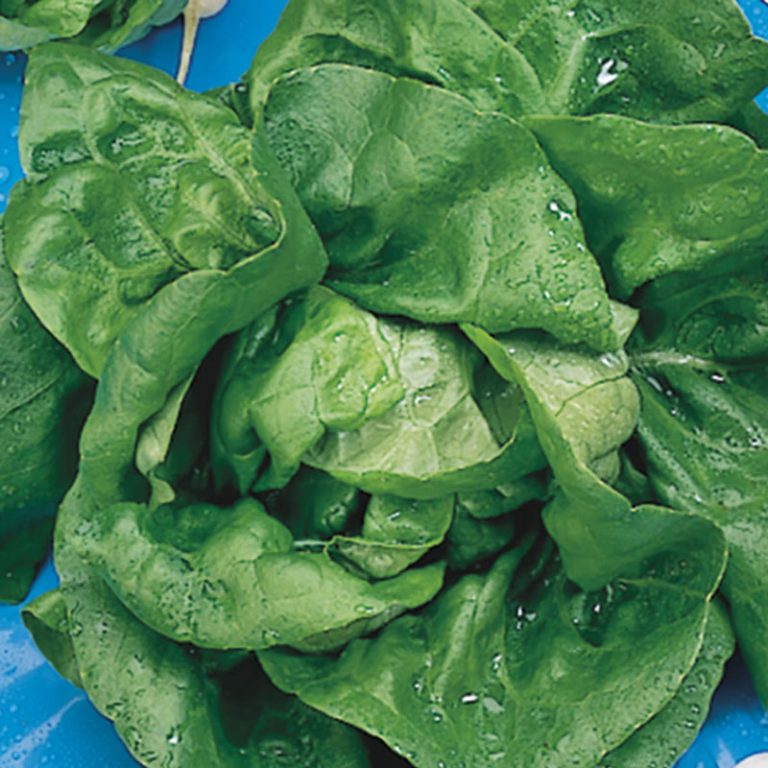Buttercrunch Head Lettuce Seed | Gardenchamps.com
