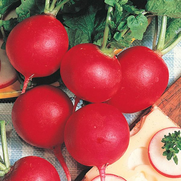 Giant Parat German Radish Seed | Gardenchamps.com
