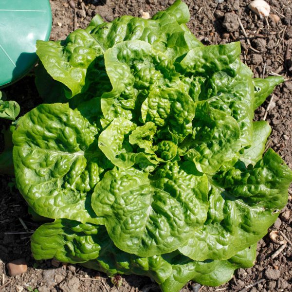 Buttercrunch Head Lettuce Seed | Gardenchamps.com