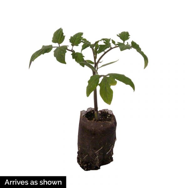 Chocolate Sprinkles Hybrid Tomato Seed | Gardenchamps.com