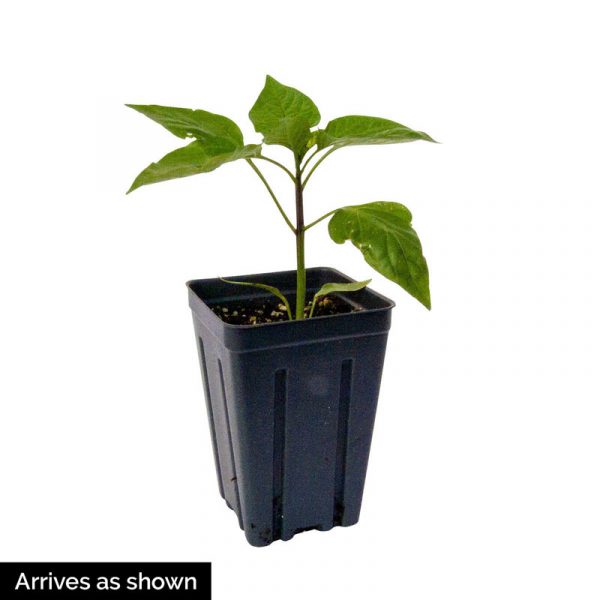 Yum Yums Hybrid Mixed Mini Bells Sweet Pepper Seed | Gardenchamps.com