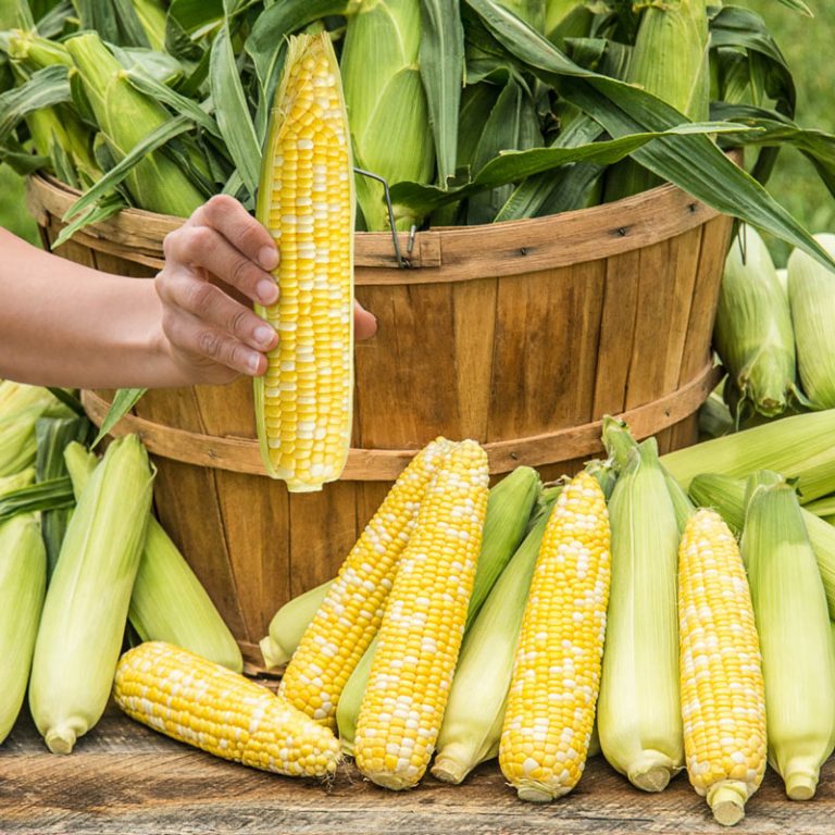 Simply Irresistible™ Hybrid Sweet Corn Seed | Gardenchamps.com