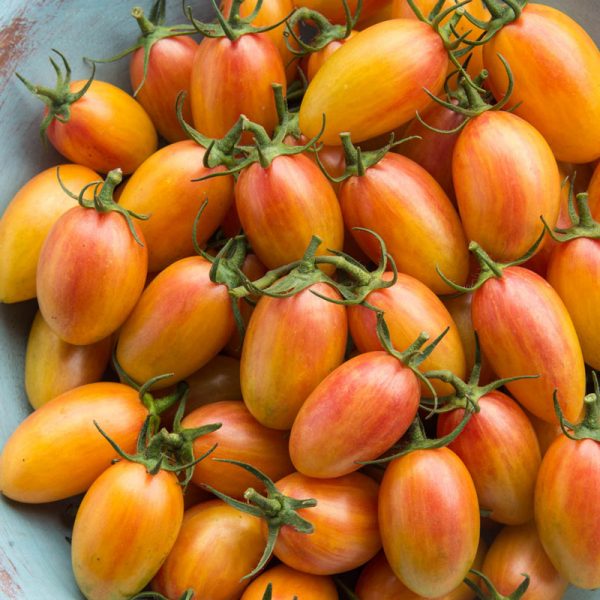 Artisan Blush Tomato Seed | Gardenchamps.com