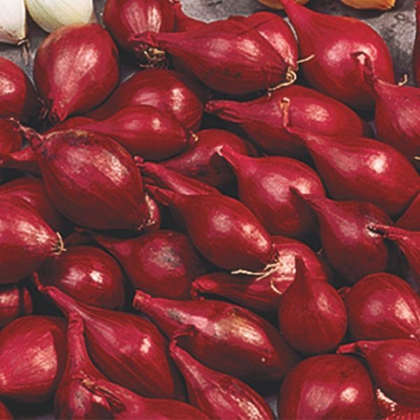 Red Onion Set | Gardenchamps.com